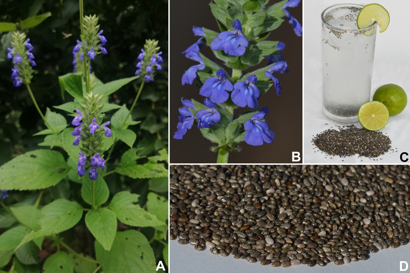 De la semilla al sorbo: la historia secreta de la chía y sus primas ...